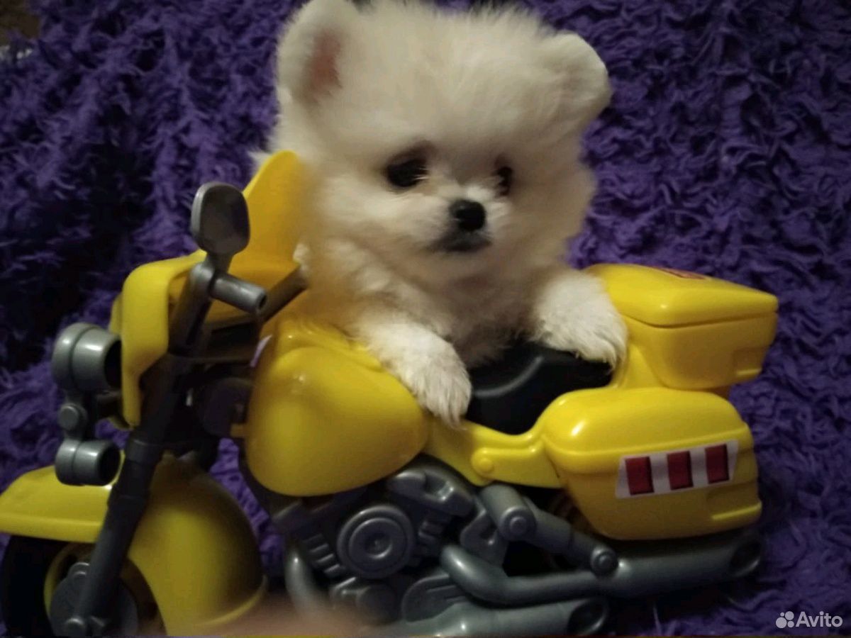 Шпицемальчик