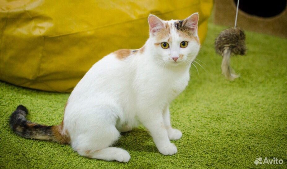 Зая трехцветная нежная кошечка