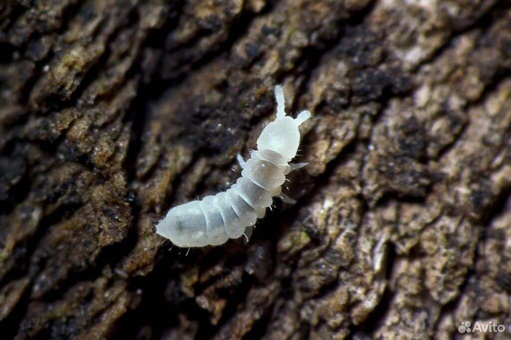 Ногохвостки (коллемболы)