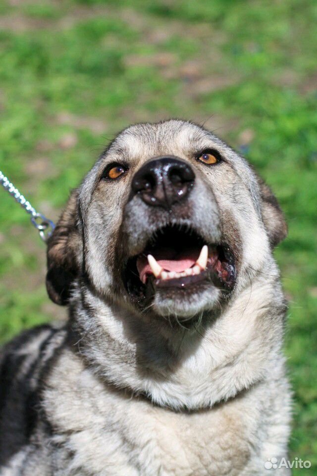 Дери. Серый пёс красавец. Бесплатно