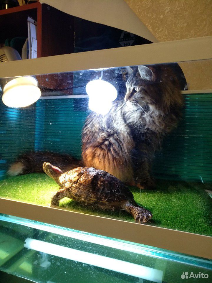 Аквариум с красноухими черепахами