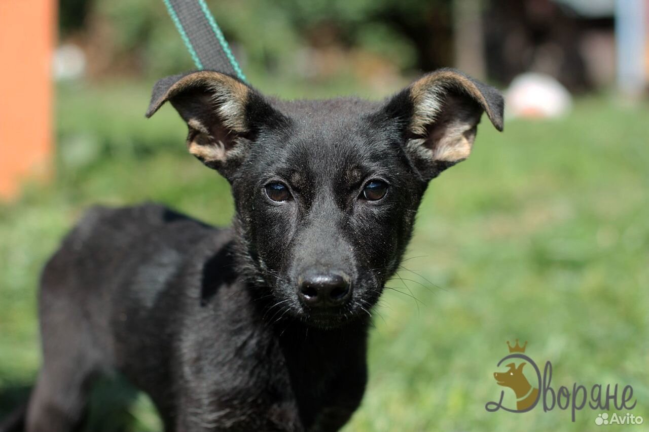 Пристраивается девочка Щенок №12