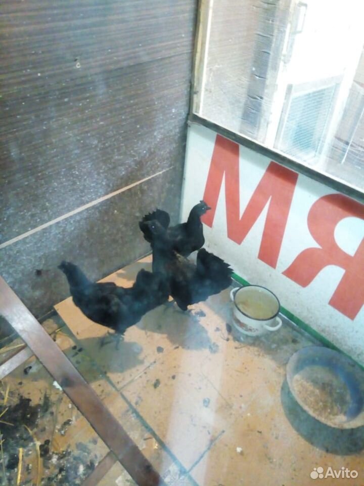 Куры Ухей Илюй, аям цемани,лакеданзи