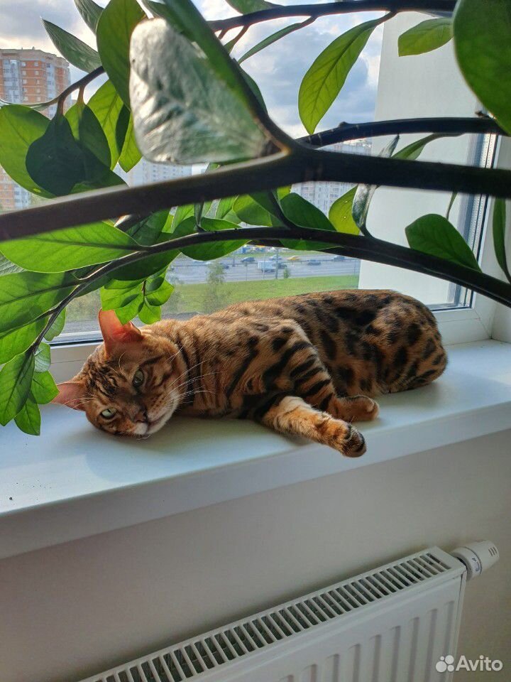 Вязка с бенгальским котом