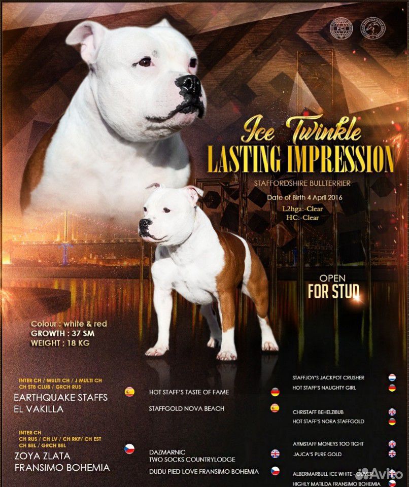 Вязка Открыт для вязок Ice Twinkle Lasting Impress