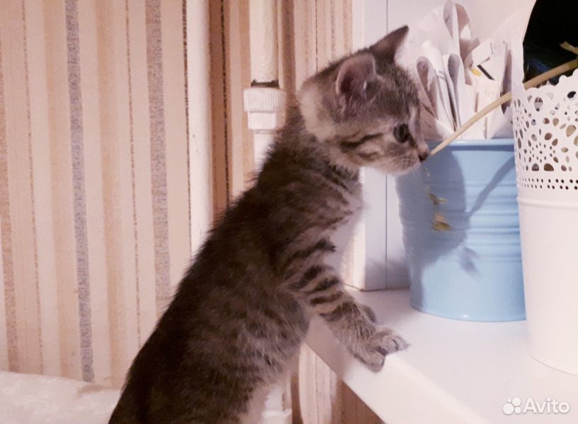Котятки