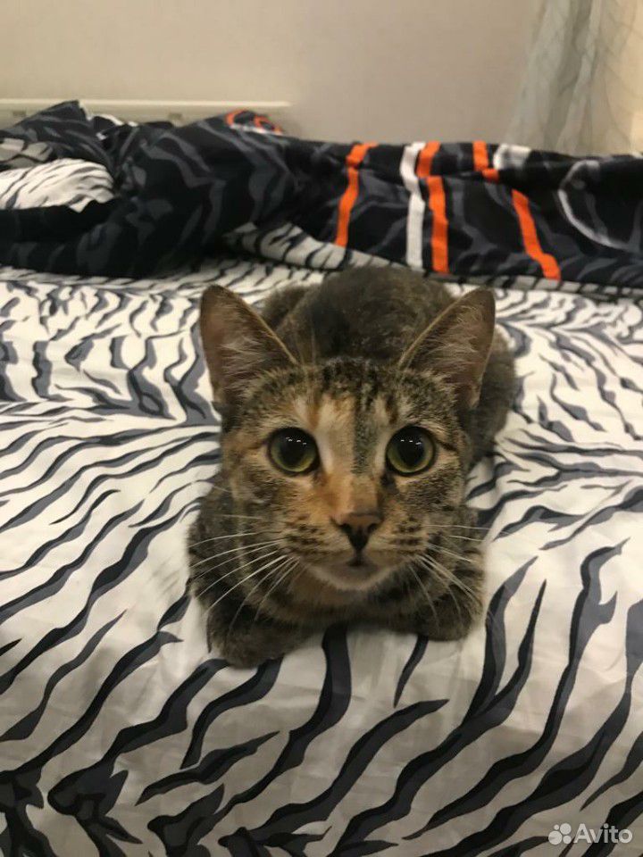 Кошка 1 год