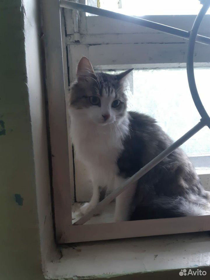 Молодой котик ищет семью