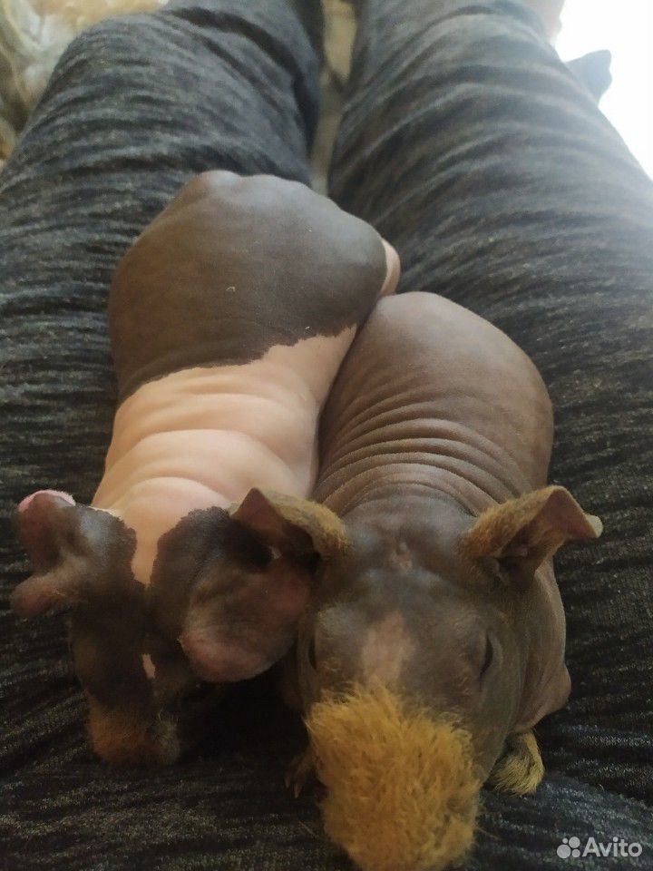 Вязка морских свинок-скинни