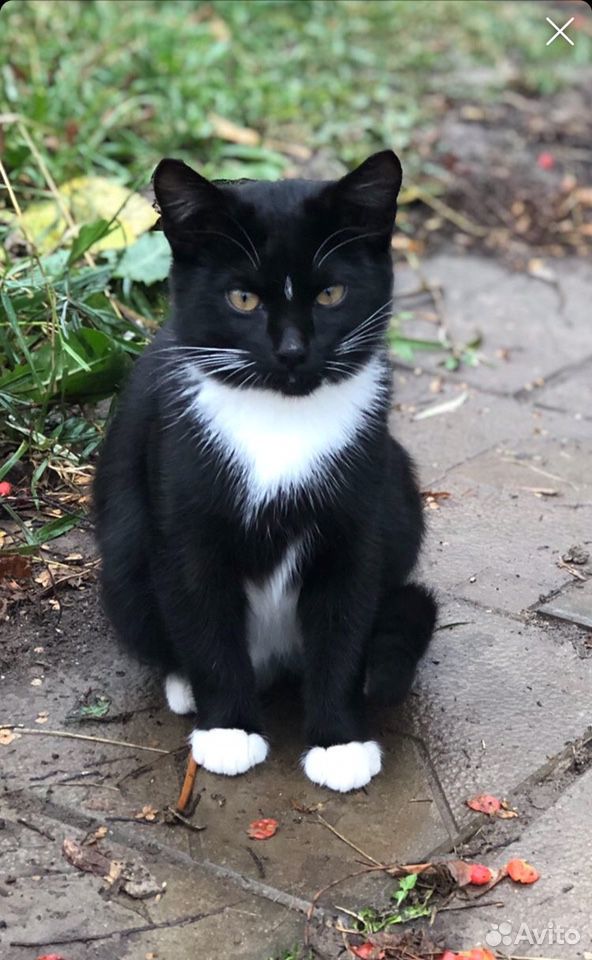 Маркиз ищет дом