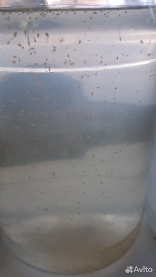 Дафния. живой корм