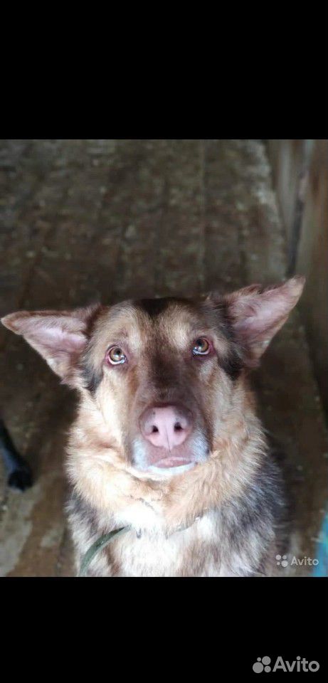 Отличный охранник Барни