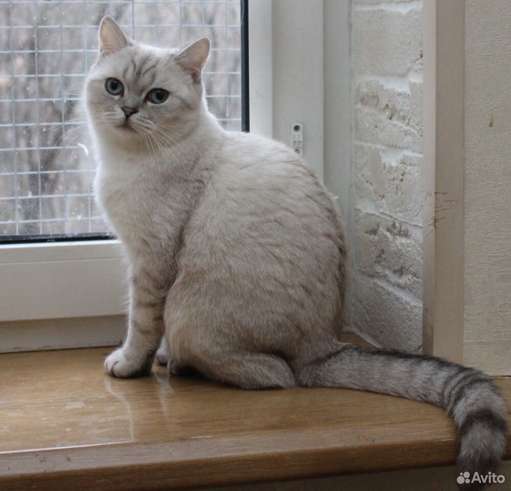 Подрощенный молодой котик Паркер. Страйт