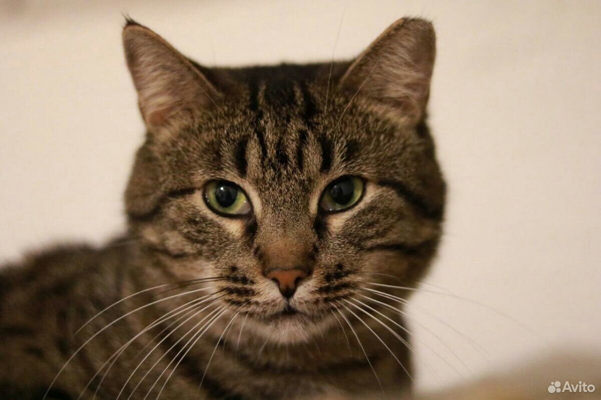 Кошка-Машулька