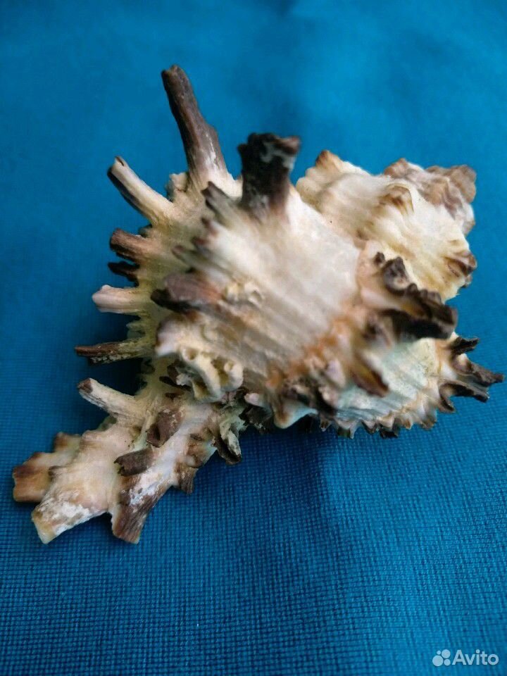 Морские раковины ракушки