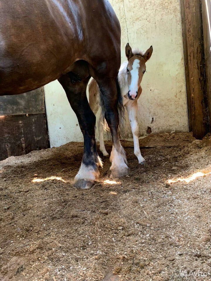 Тяжёловозный жеребчик июнь 2019