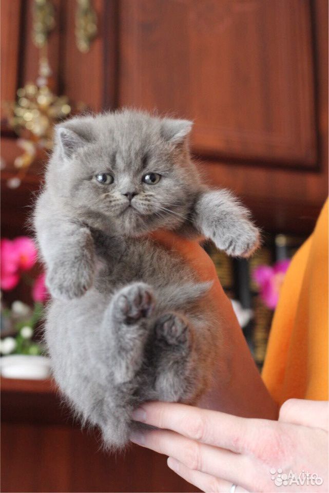 Британские котята