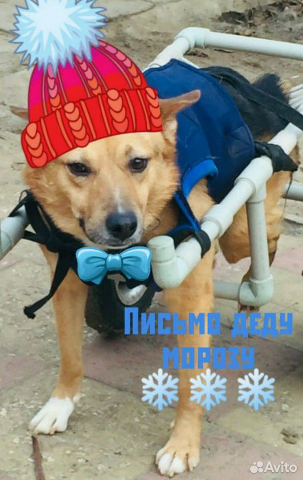Ищу семью
