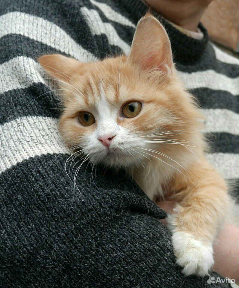 Ласковая нежность