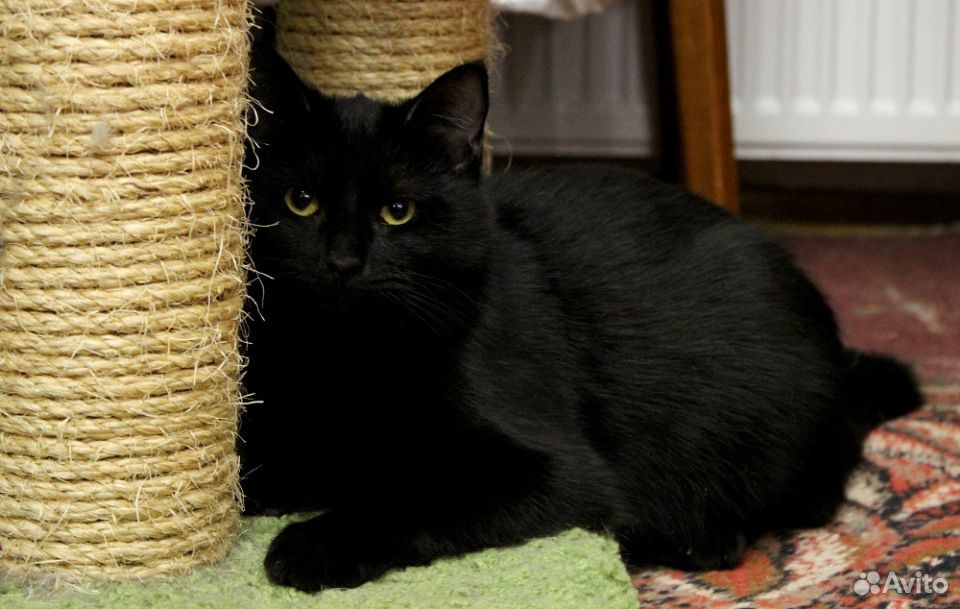 Бомбейская красавица Нюся ищет добрые руки