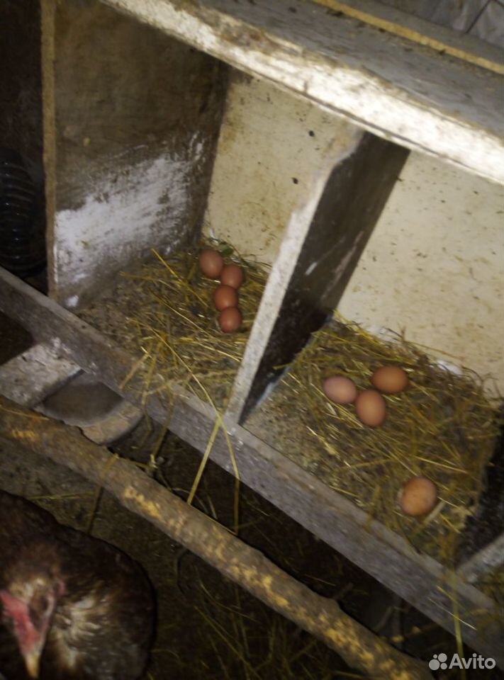 Инкубационное яйцо