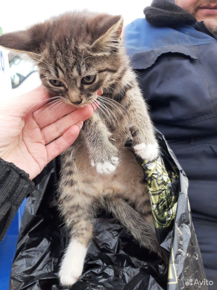 Отдам котёнка в хорошие руки