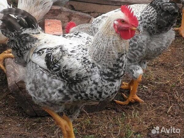 Продажа цыплят Мастер Грей