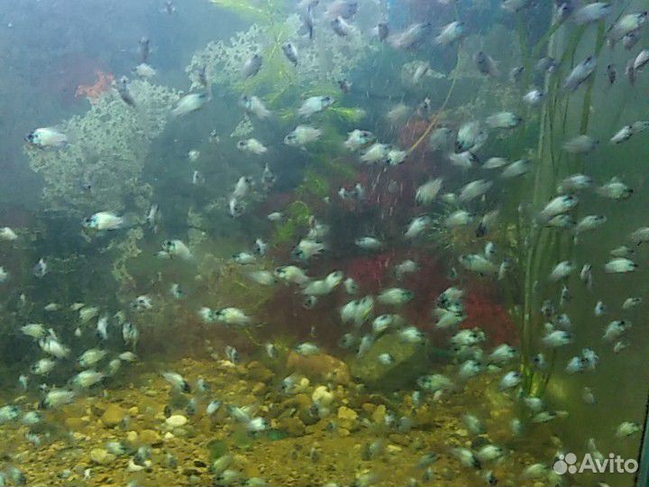 Мальки неонавые нанакары