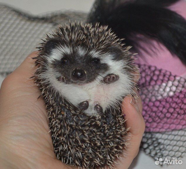 Карликовые африканские ежики