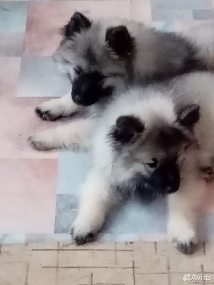 Кеесхонд