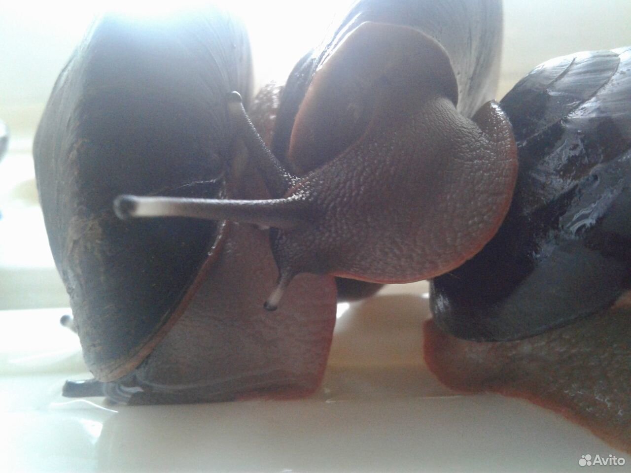 Улитки Экселленсы