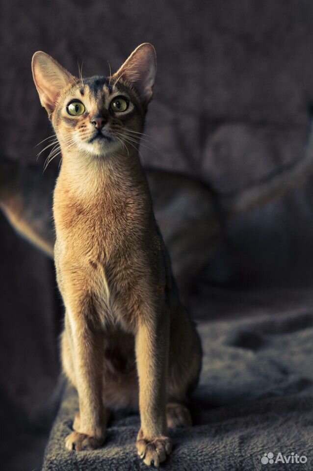 Абиссинские и Сомали кошки в добрые руки