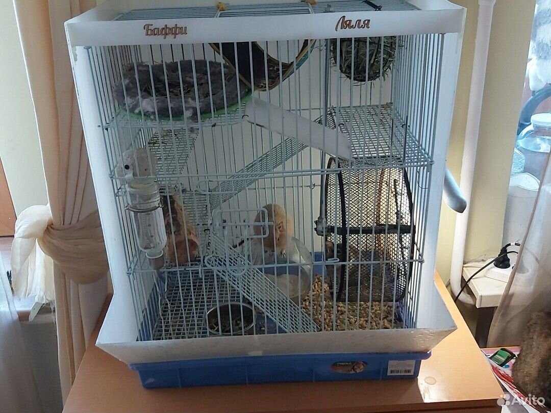 Дегу