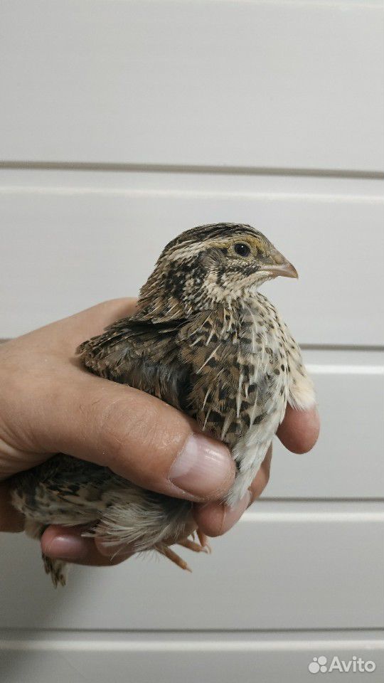 Перепелята