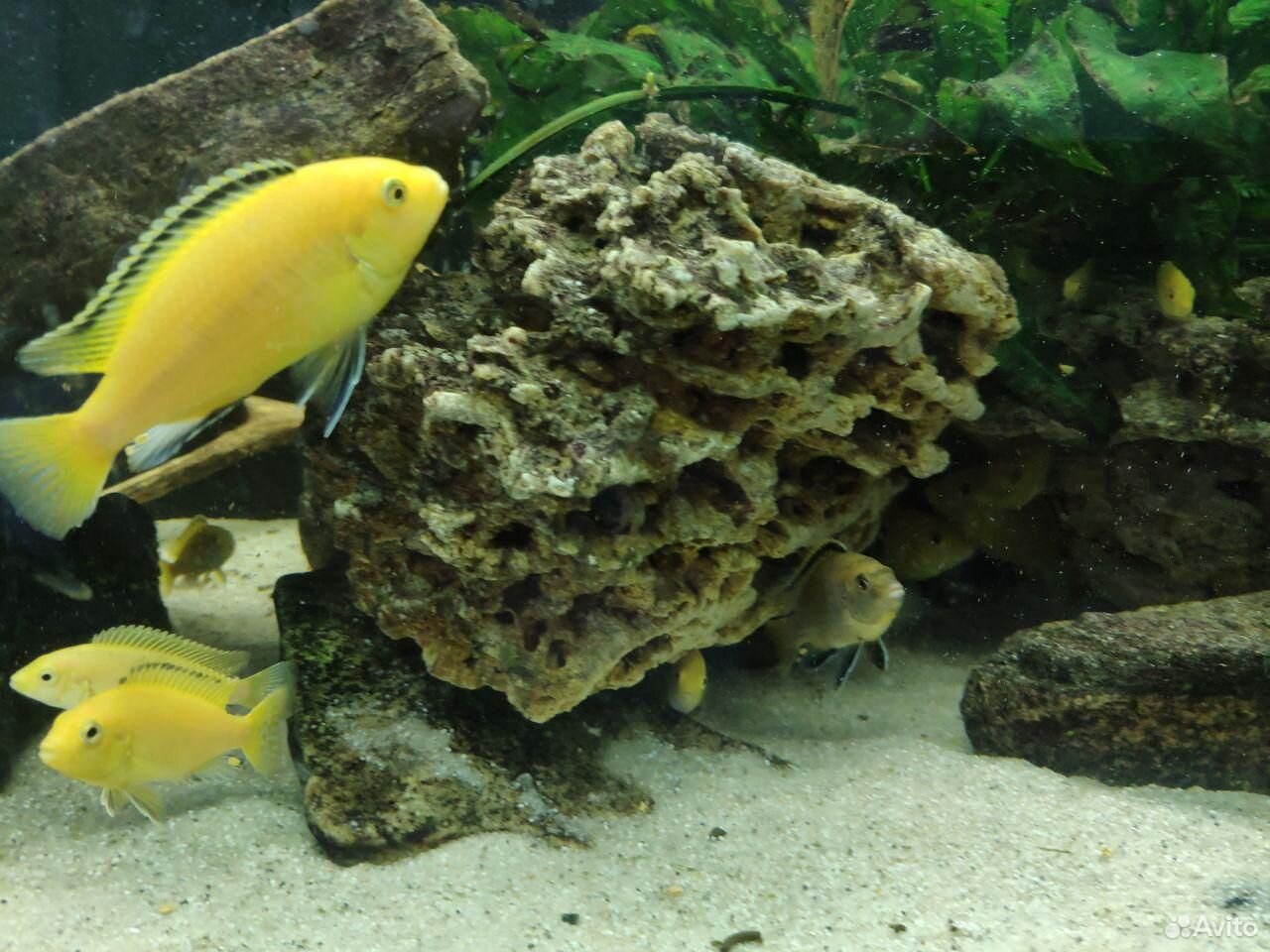 Цихлиды Еллоу