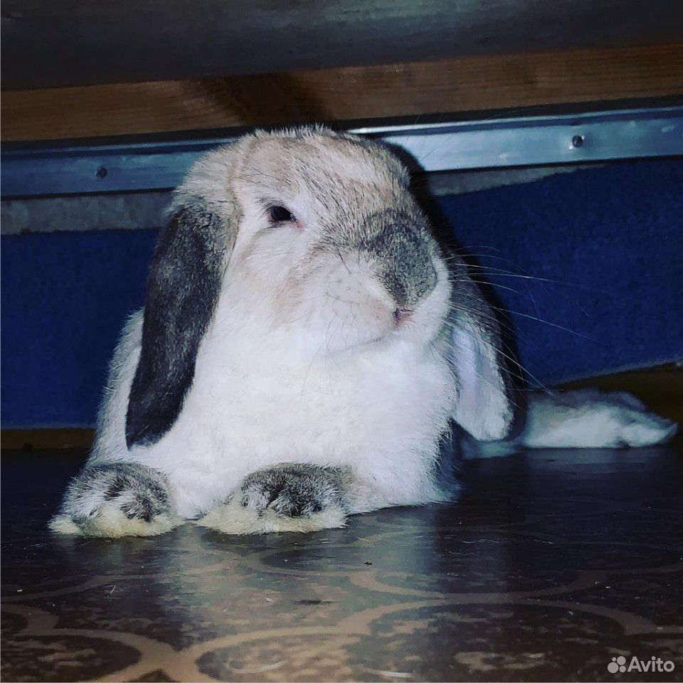 Кролик вязка