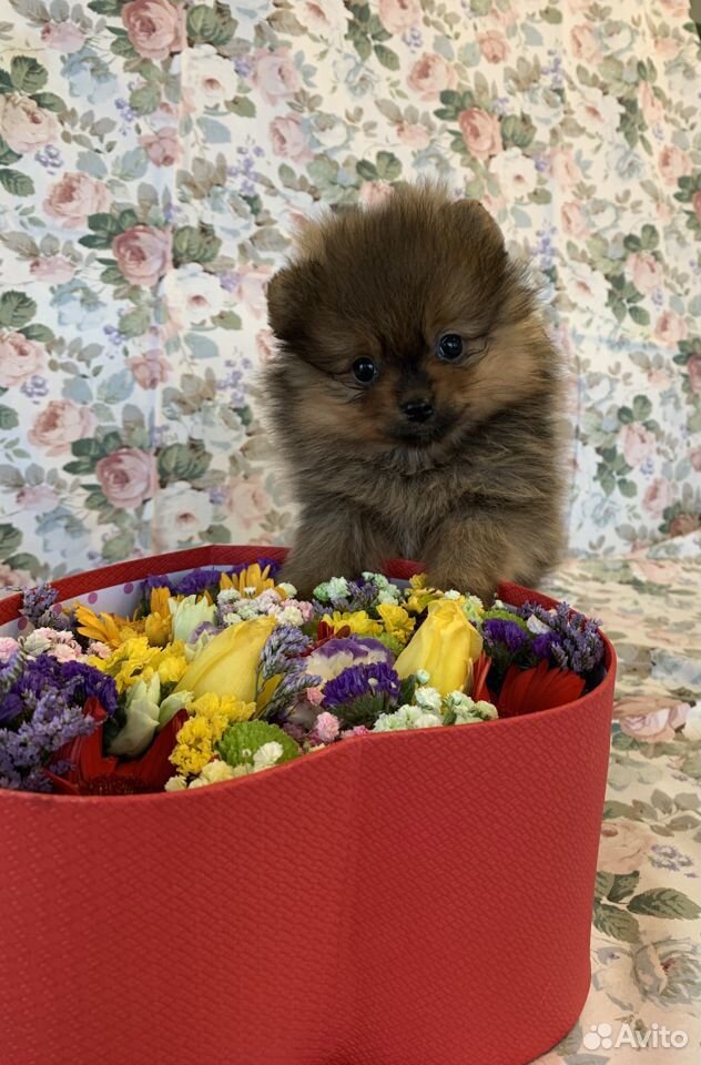 Немецкий Шпиц