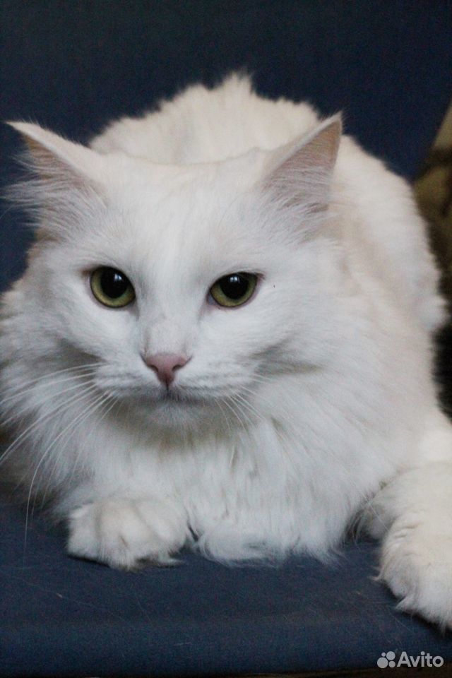 Кошка ищет дом