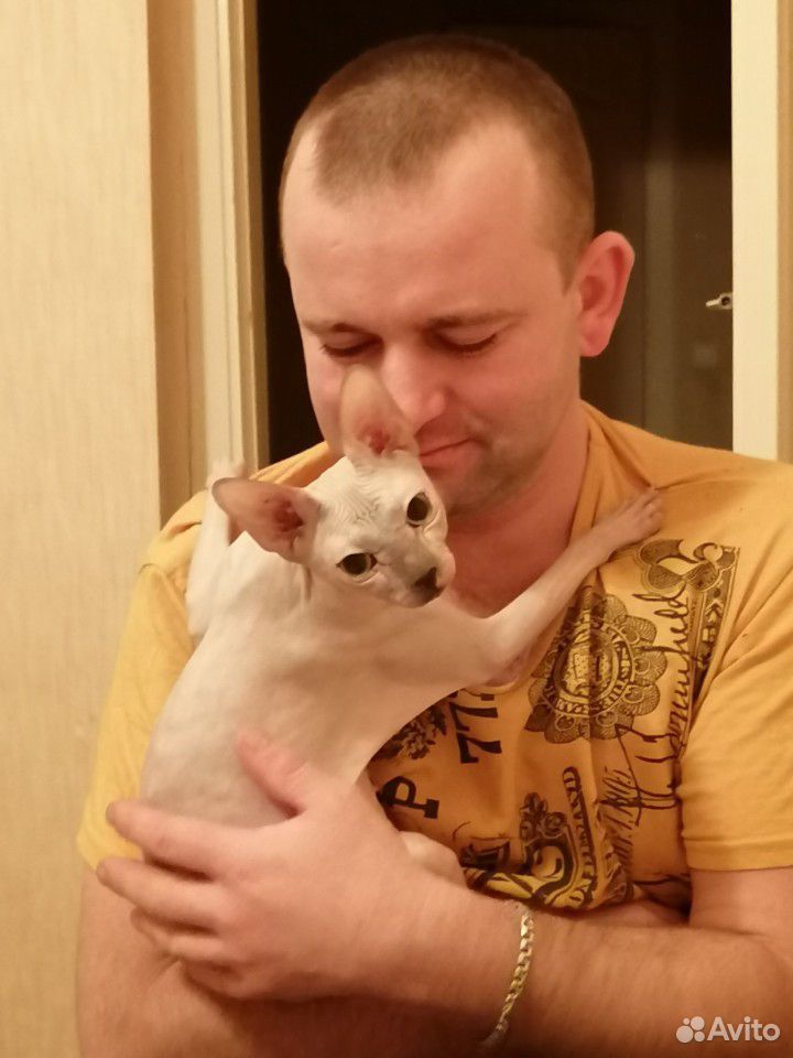 Донской сфинкс