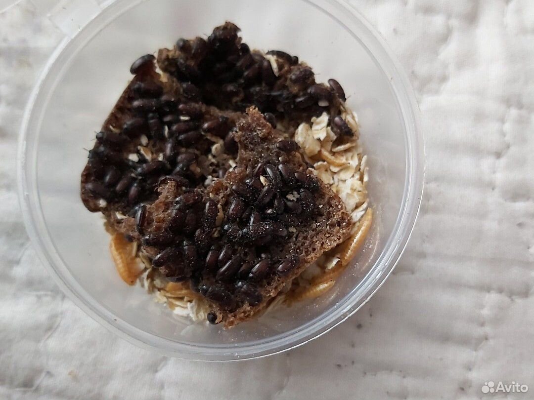 Жук Знахарь