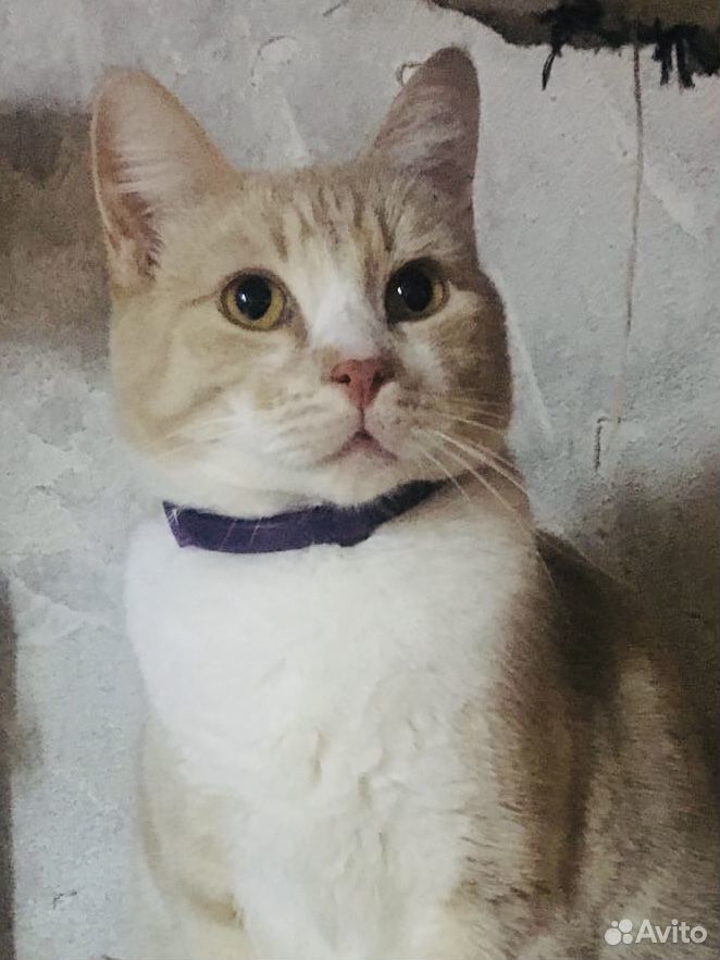 Кот Абрикос