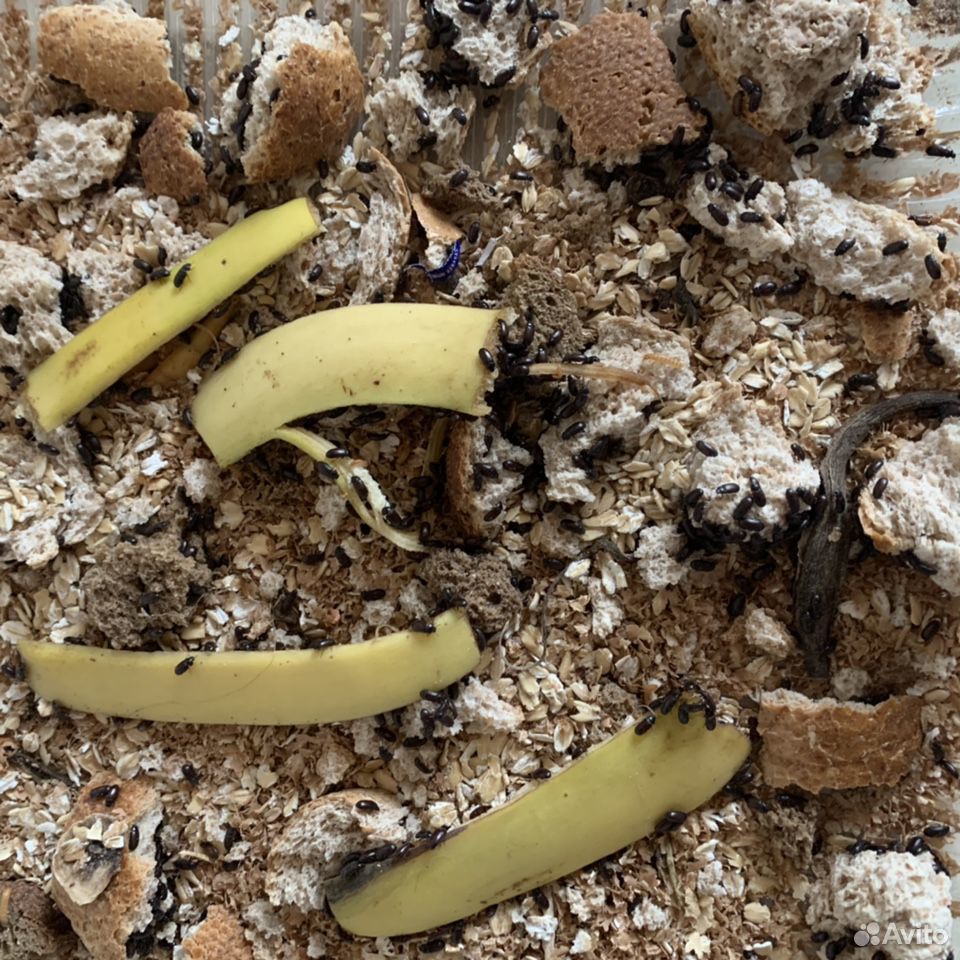 Жуки-целители