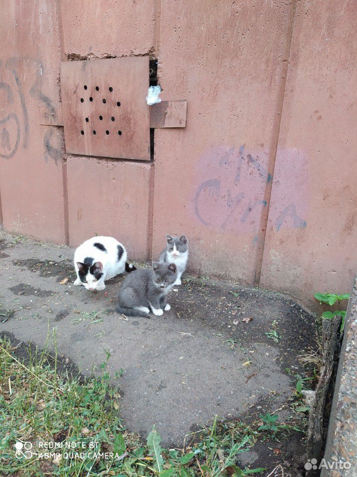 2 котёнка серо-белых