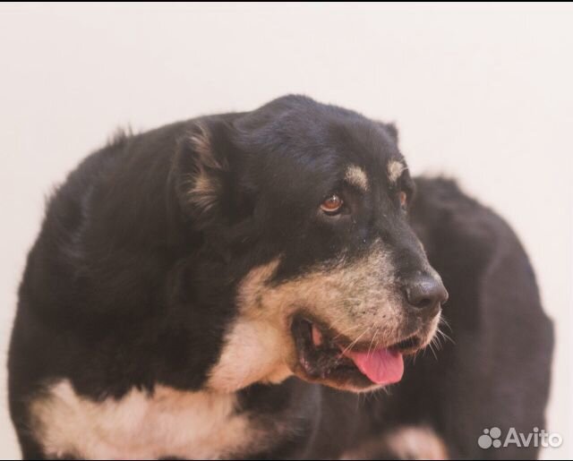 Среднеазиатская овчарка, близкий метис в добрые ру