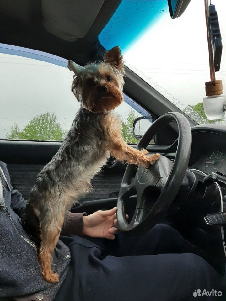 Йоркширский терьер