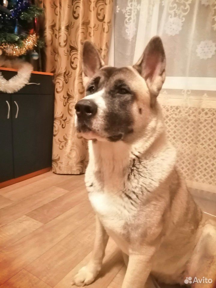 Акита Американская нецелованая девочка ищет друга