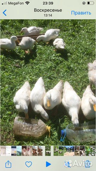 Утка пекинская