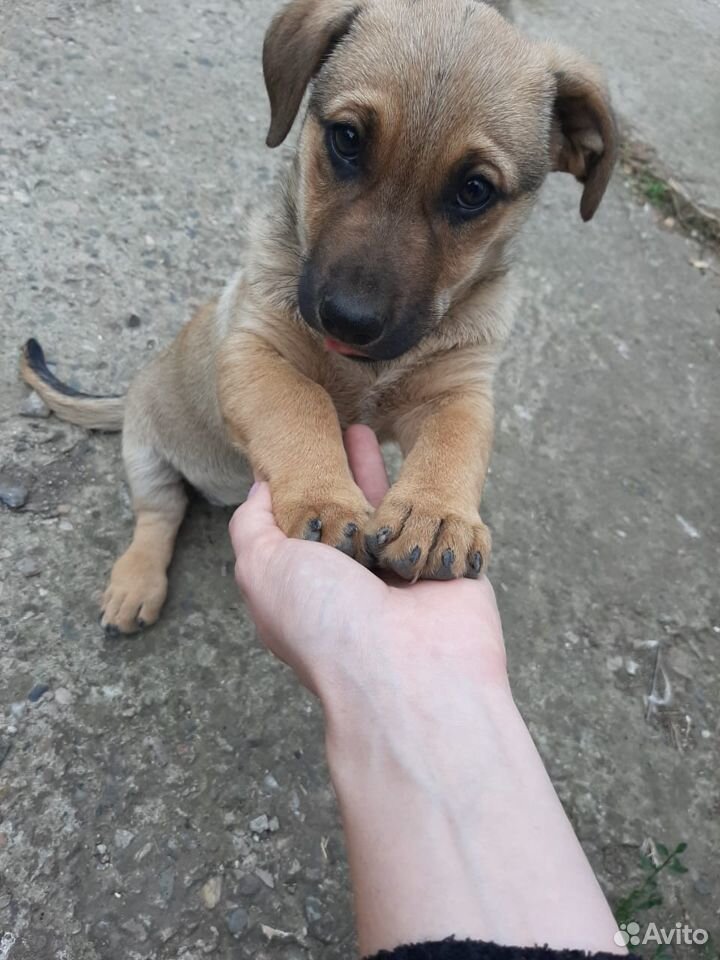 Ищет дом щенок мелкой Собачки Барабулька