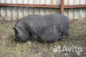 Продам вьетнамских свиноматок и хряка