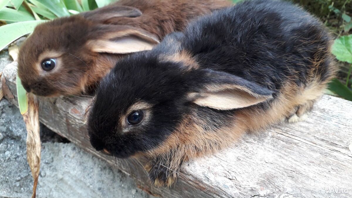 Кролики чёрно-огненой породы